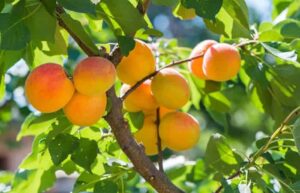 Top 10 Famous Fruits of Kashmir with Pictures & Names