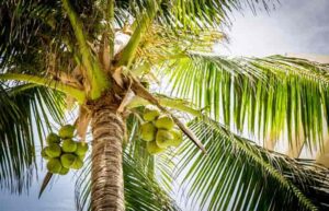 Top 20 Famous Fruits of Assam with (Names & Images)