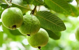 Top 20 Famous Fruits of Assam with (Names & Images)