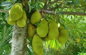 Top 20 Famous Fruits of Assam with (Names & Images)